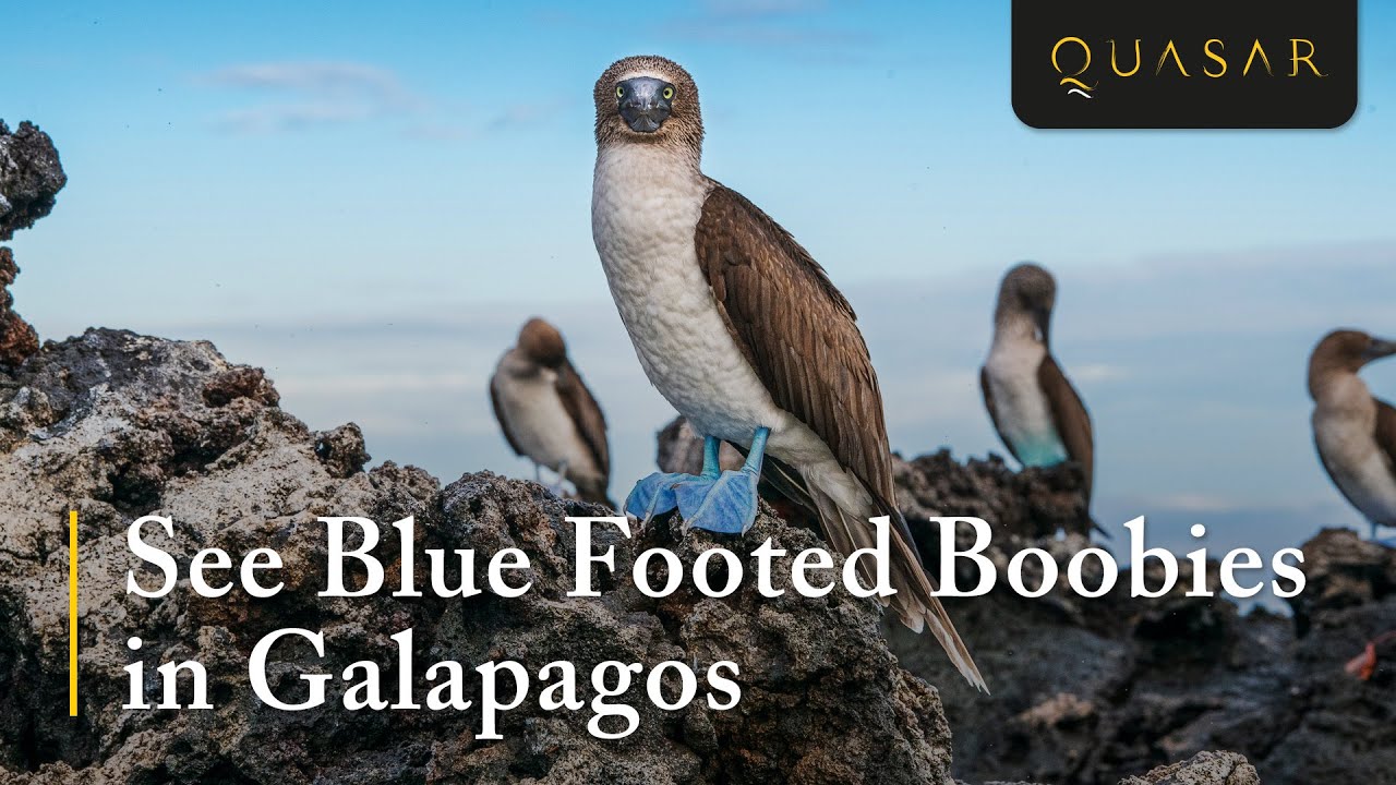 Preview Your Encounter with Blue-Footed Boobies in Galapagos