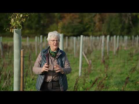 Carolyn's story: why are we researching silvopasture design?