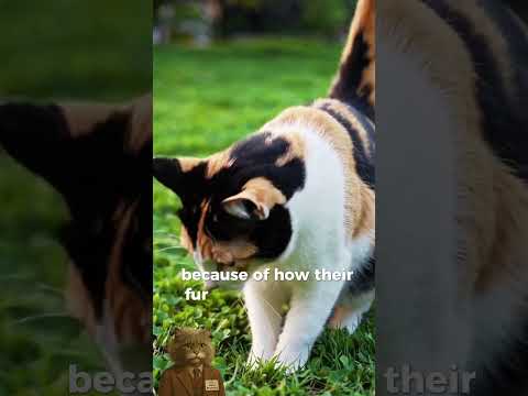Why Are Calico Cats Almost Always Female?