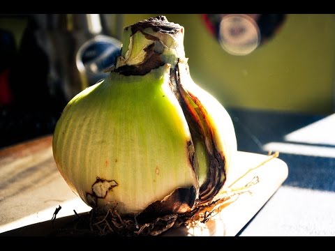 amaryllis bulbs - amaryllis bulbs after flowering