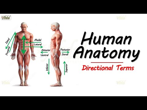 Anatomy - Directional Terms (For Medical & Allied healthcare Students...)