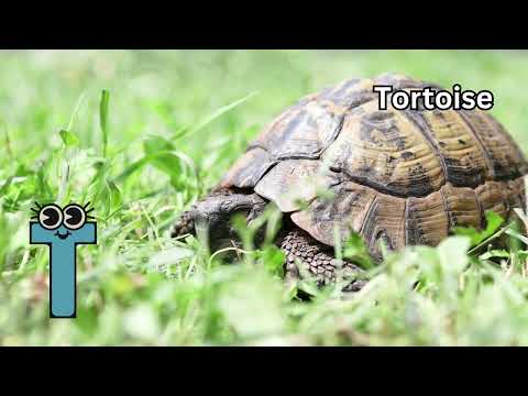 ABC Animal Adventure 🐾 | Fun Alphabet Song A to Z for Kids | Learn ABCs with Animals & Phonics Song