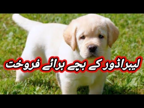 Labrador Dog Puppies Available For Sale In Pakistan | Shikari Dog |