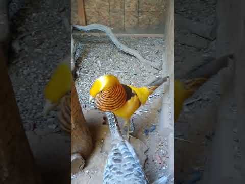 My Yellow Golden Pheasants. That hen has something and he wants to know what it is 🤔 #shorts #birds