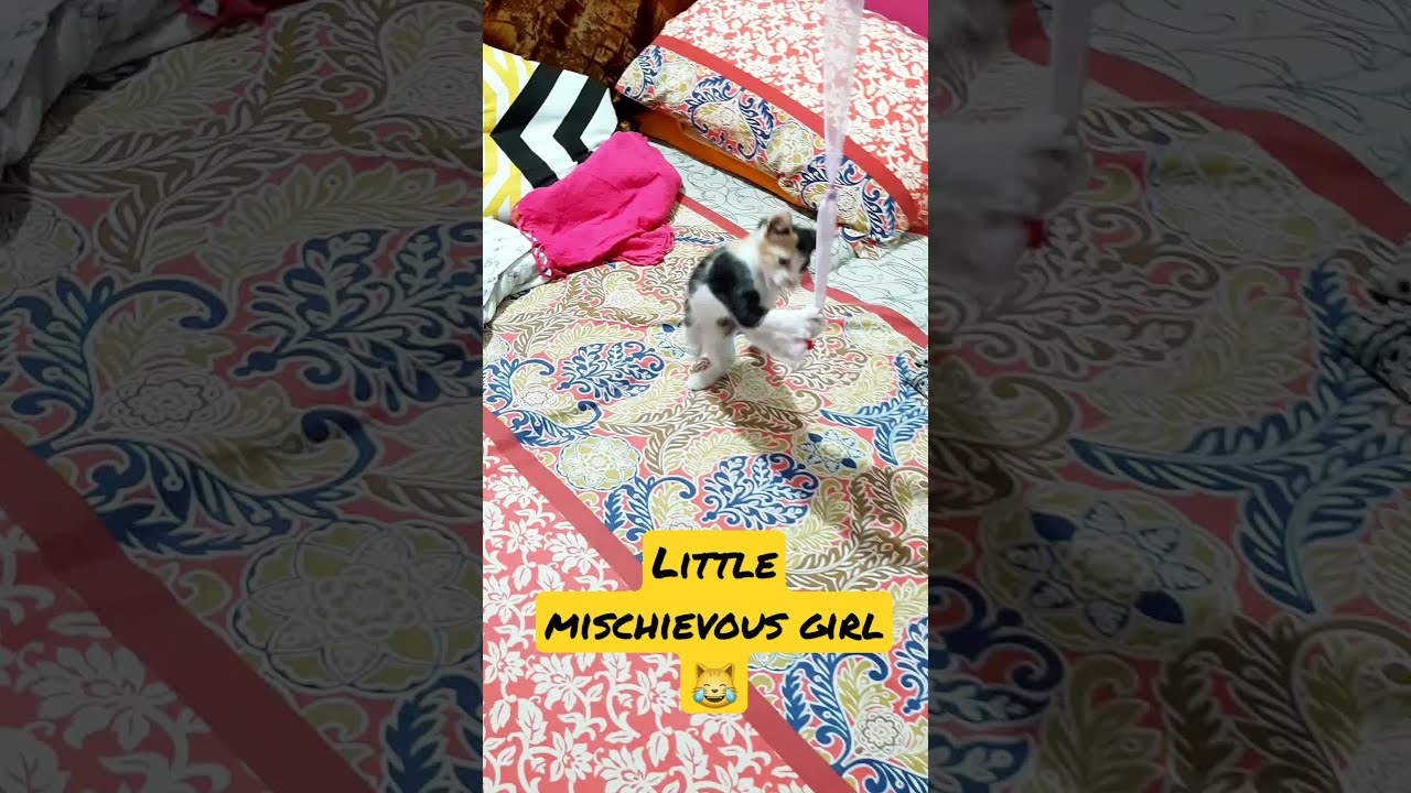 Little mischievous girl😹😹