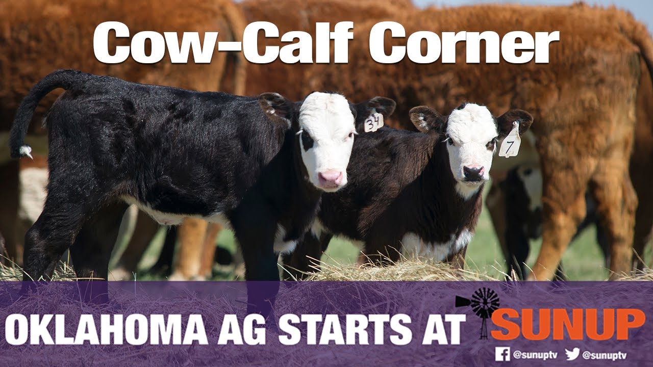 Cow-Calf Corner (2/2/19)