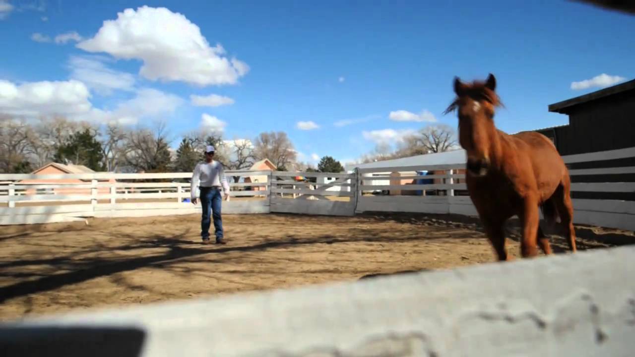 Epilepsy helped with horses