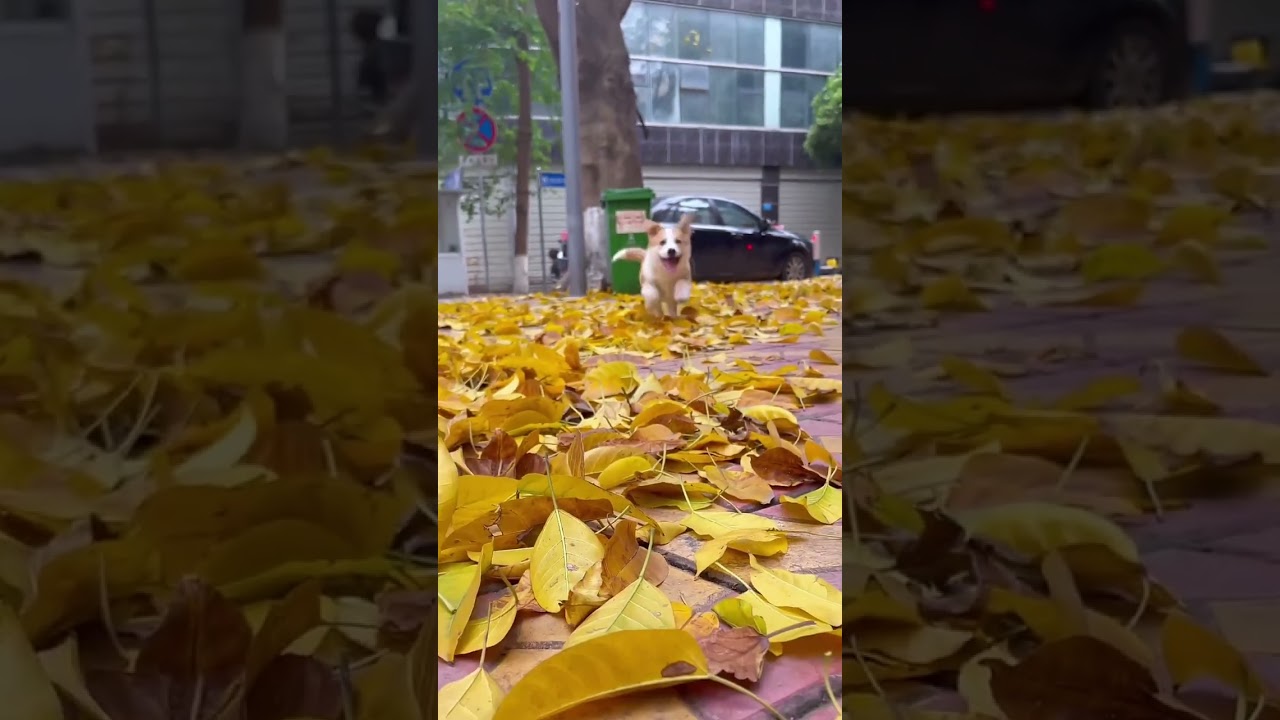 Hello I am a Corgi #dog #corgi #puppy