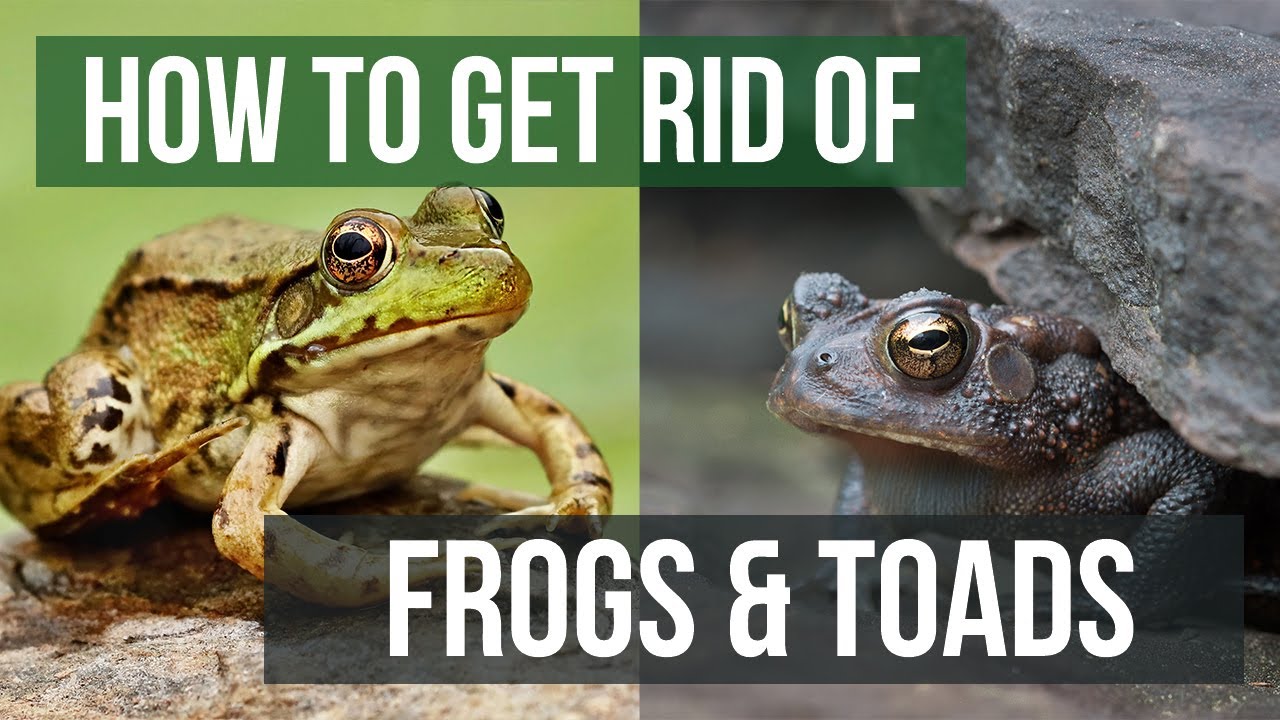 Frog Control: How To Get Rid of Frogs | DIY Frog Treatment Guide