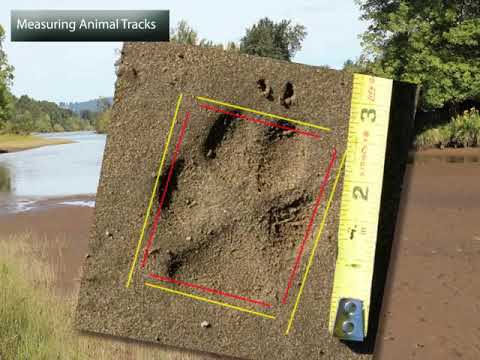 How to Measure an Animal Track