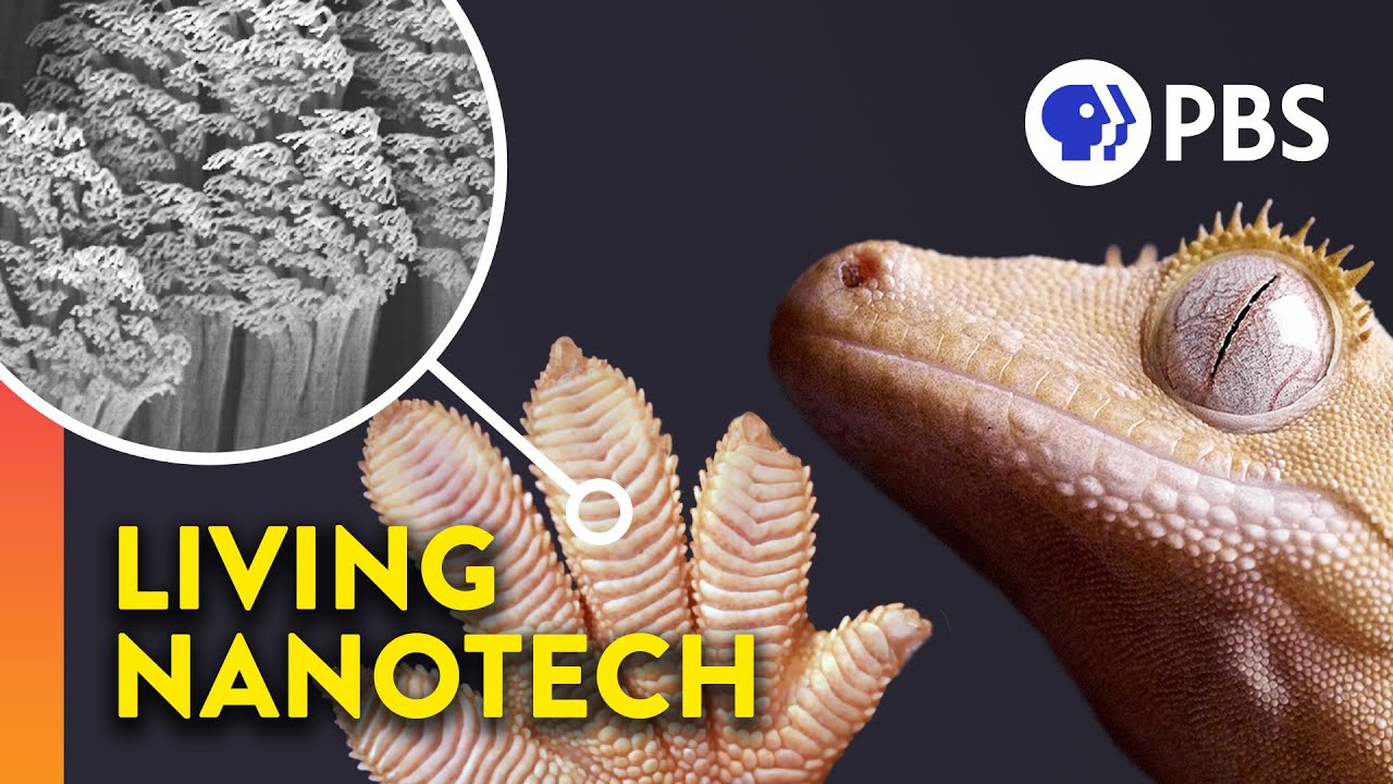 Why Geckos Are Sticky Without Being Sticky