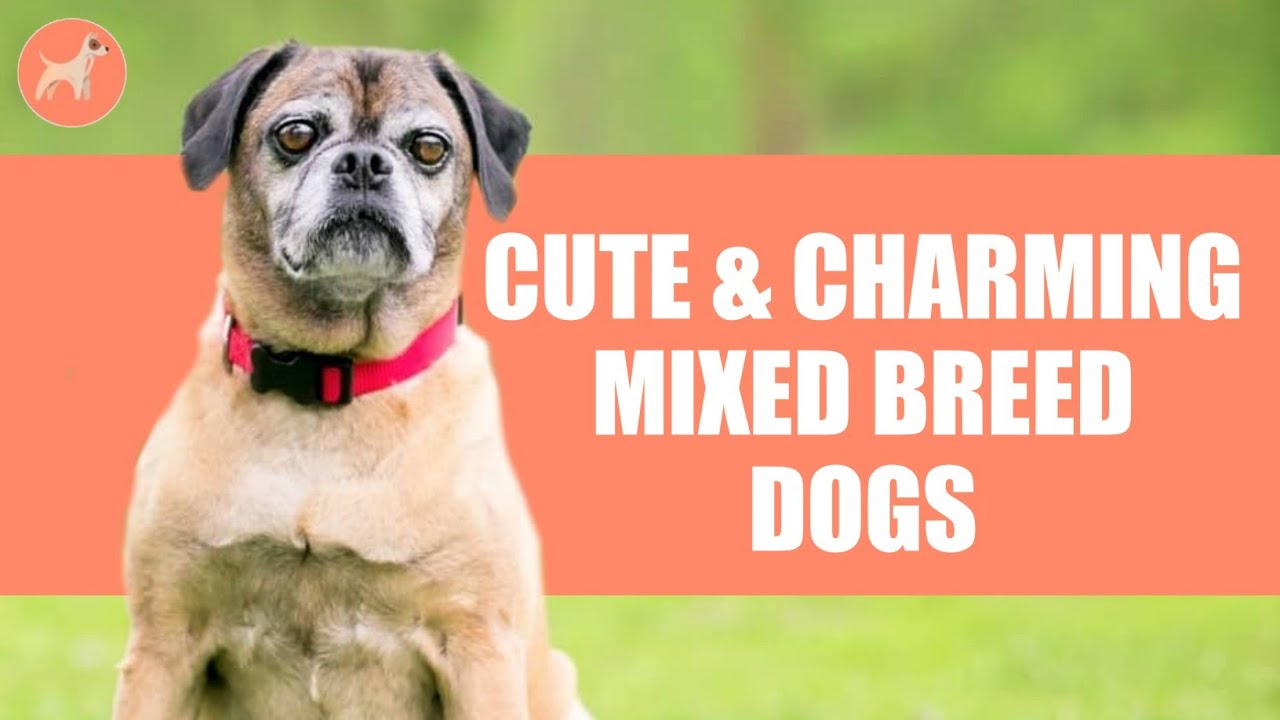Top 9 Unbelievable Cute & Charming Mixed Breed Dogs