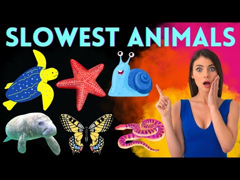 Top 12 Slowest Animals In North America | Slow-Speed Animals