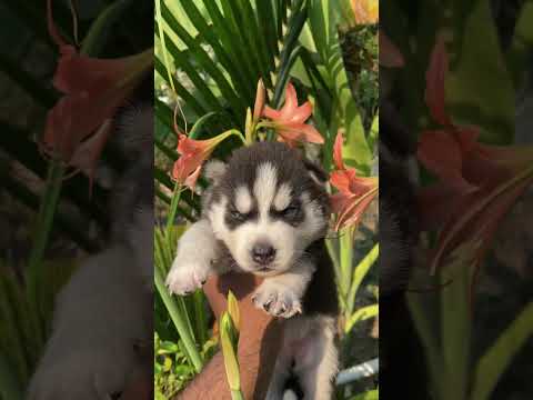 1 to 30 days life cycle of a Siberian husky puppy #husky #siberianhusky #huskylovers #huskylife