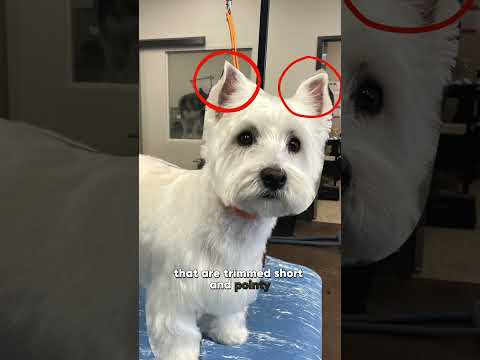 5 Secrets to THE Westie Puppy Haircut ❤️🐾