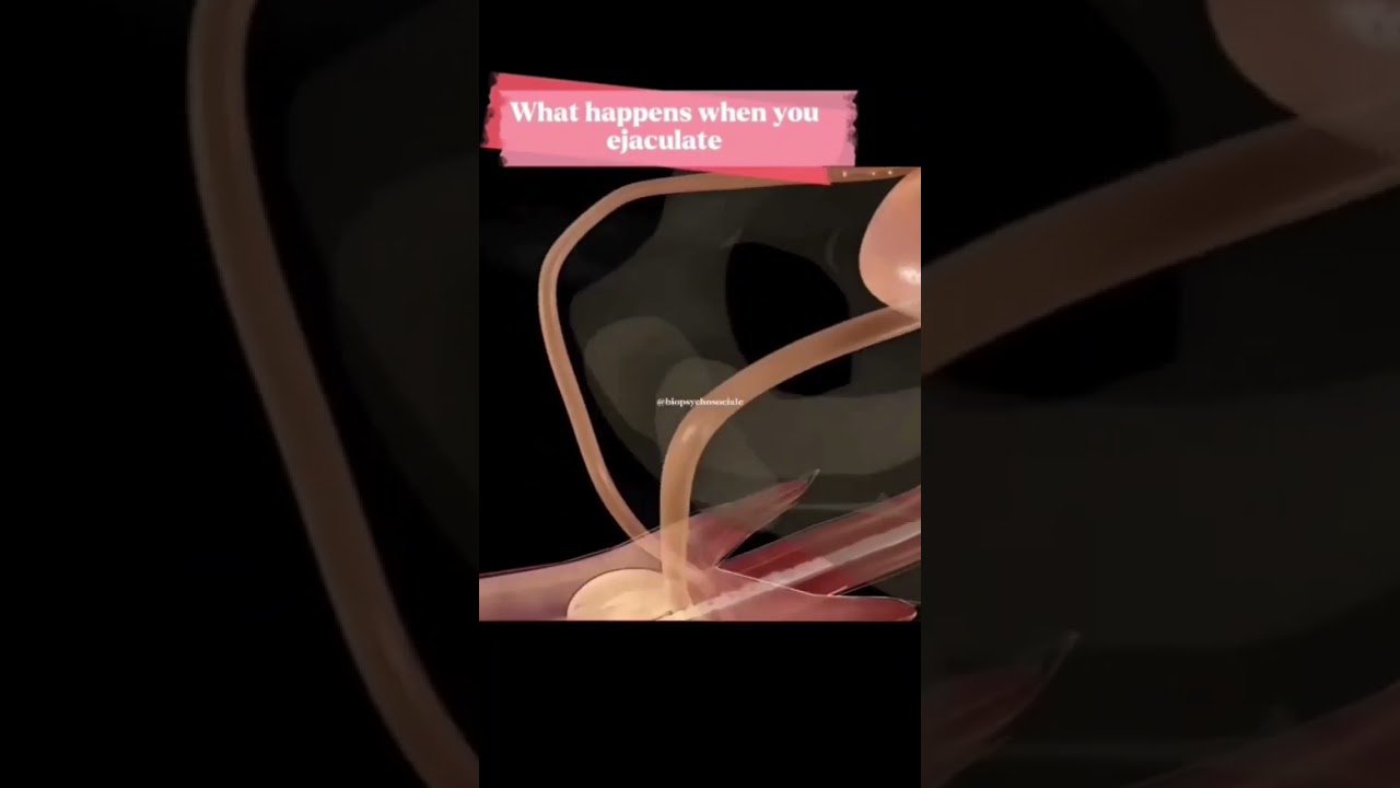 The process of ejaculation  from when the sperms are are produced to when they are removed