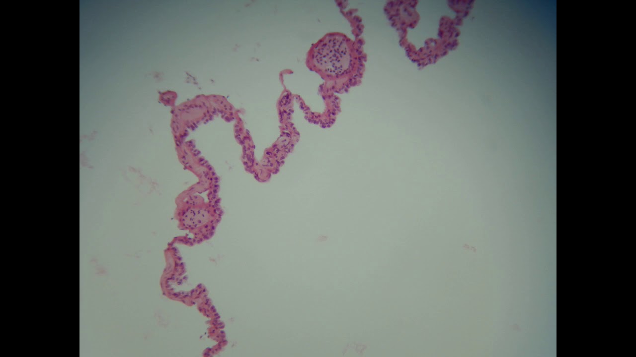 frog urinary bladder