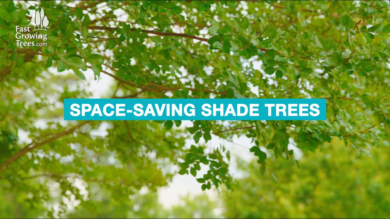 Space-Saving Shade Trees