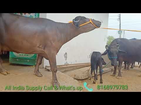 Murrah Buffalo - Wholesale Price & Mandi Rate for Murra Buffalo