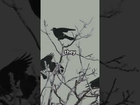 🧠🐦 Crows Never Forget The Genius Birds That Hold Grudges! 🐦🧠