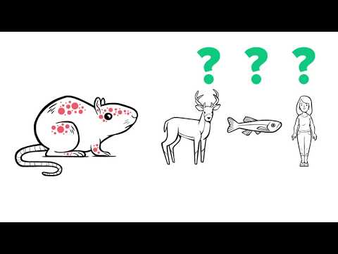 The Future of Toxicology