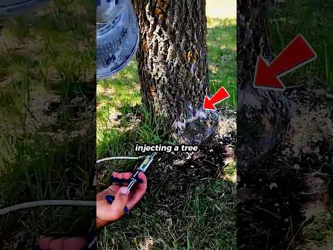 They’re Injected Trees Now and It Actually Works! 🌳💉⚠️