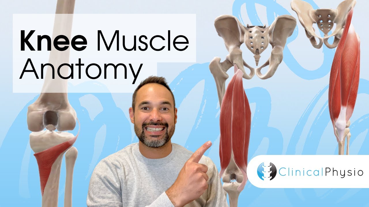 Knee Muscle Anatomy | Expert Physio Guides you through 3D Anatomy Tutorial!