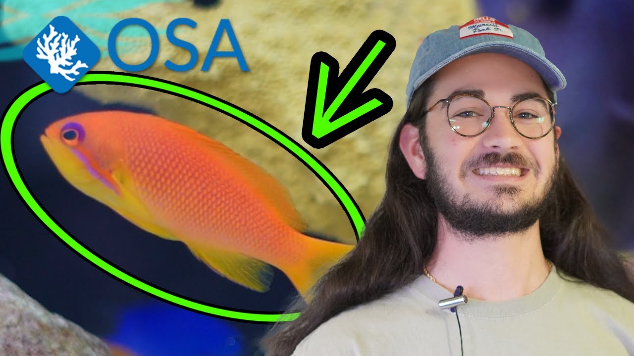 All About Anthias!
