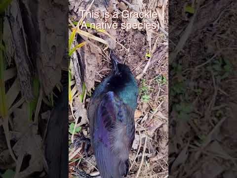 A Beautiful But.....Dead Bird #shorts