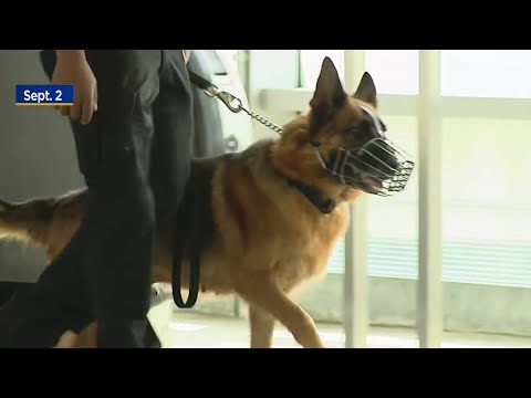 K-9s on the CTA: How Much Is It Costing The Taxpayer