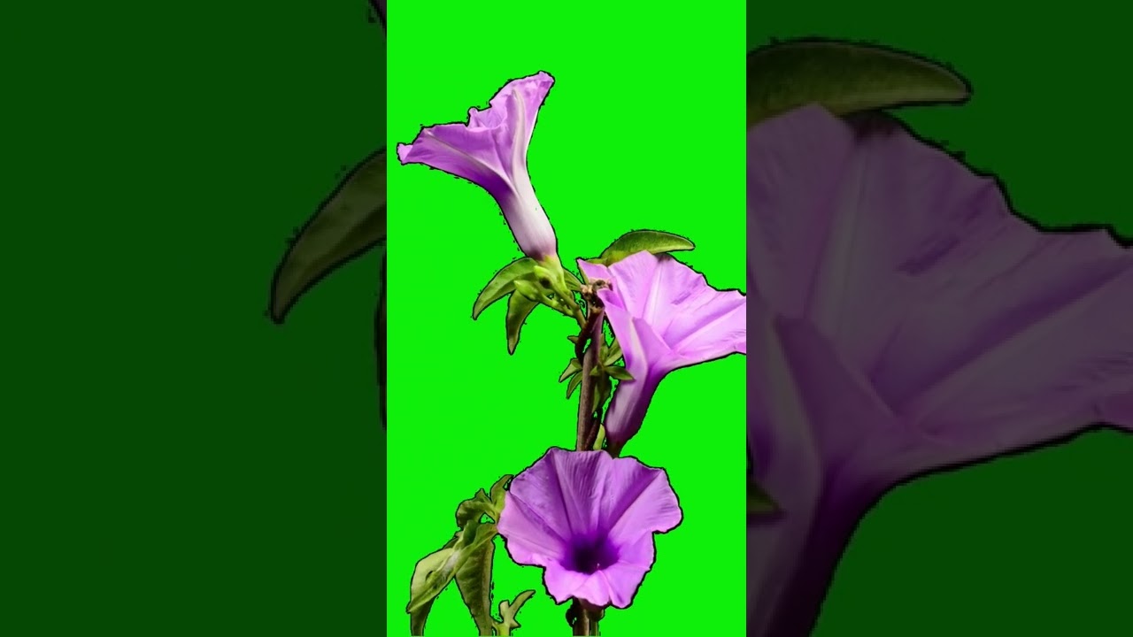 bunga mekar #shorts #green #screen