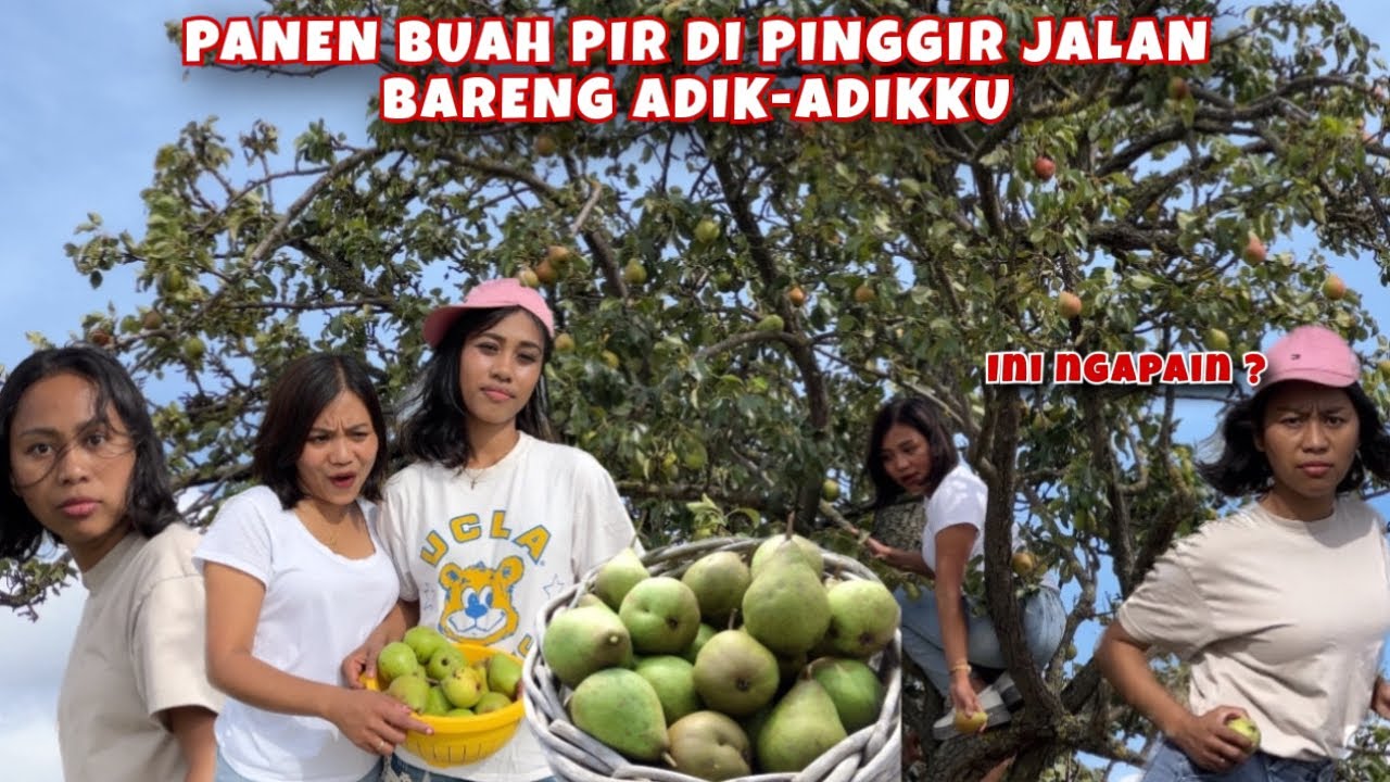 PANEN BUAH PIR DI PINGGIR JALAN JERMAN BARENG ADIK-ADIKKU, BANYAK BANGET