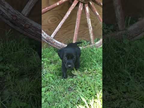 Female Hybrid Retriever
