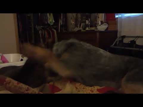 Scamp and Nova: Morning Mahem