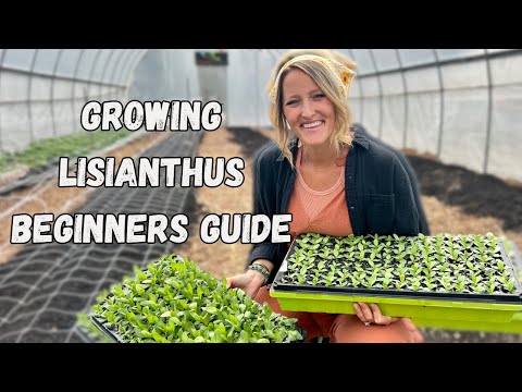 Growing Lisianthus | A Beginners Guide | Whispering Willow Farm