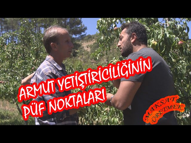 Armut Hangi Mevsimde Yetişir, Ne Zaman Çıkar? - Nefis Yemek Tarifleri