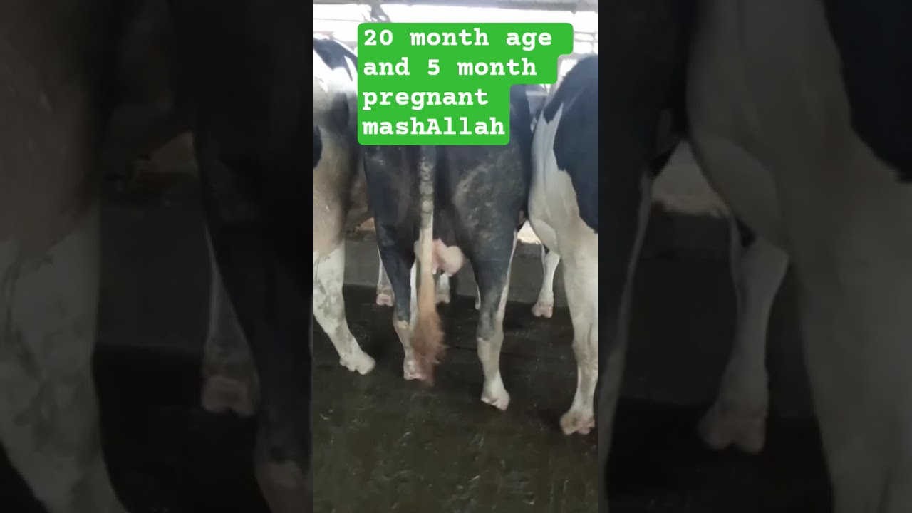 6 month pregnant age 20 months heifer #dairyfarming #farming #cow