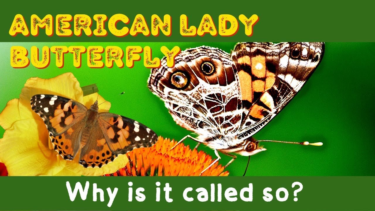 Why Is It Called American Lady Butterfly? | All you need to know