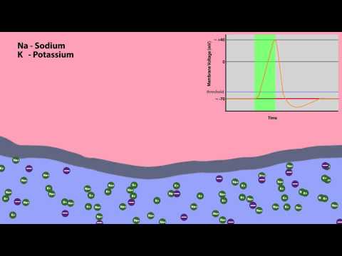 The action potential - Intro to Psychology