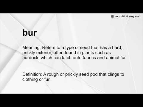 bur Meaning