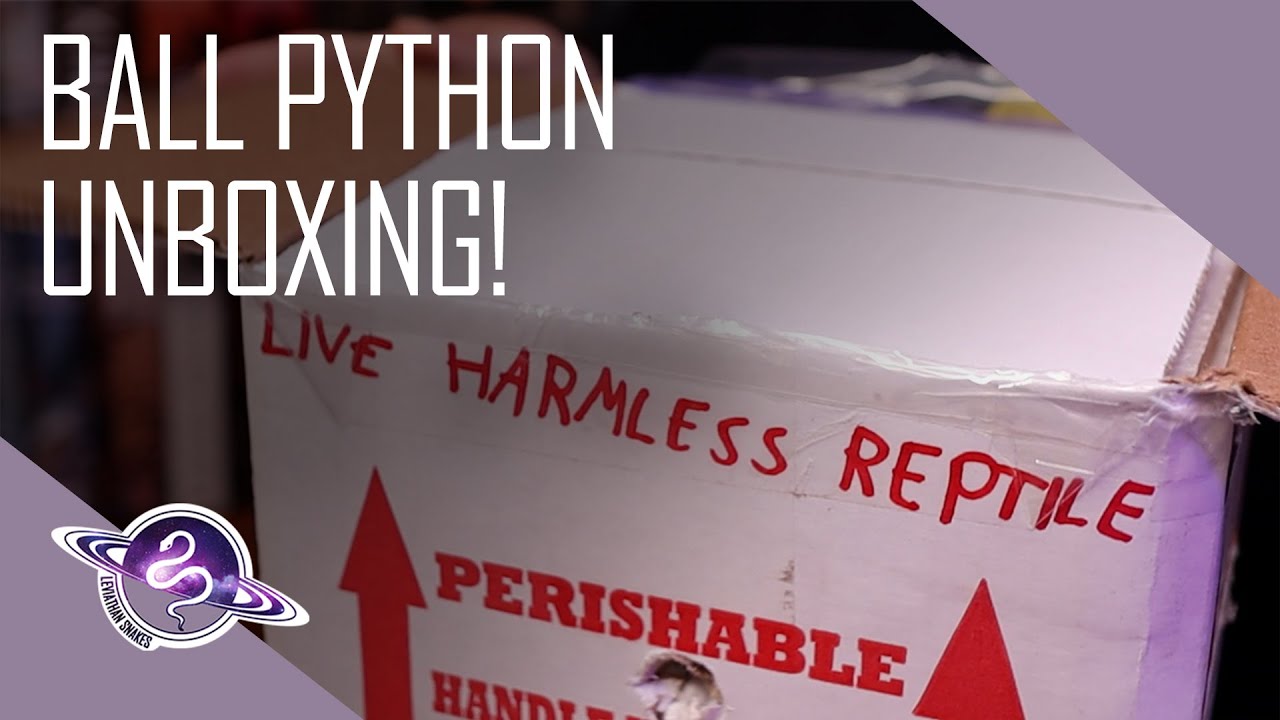 Ball Python Unboxing (Yes, Another One)