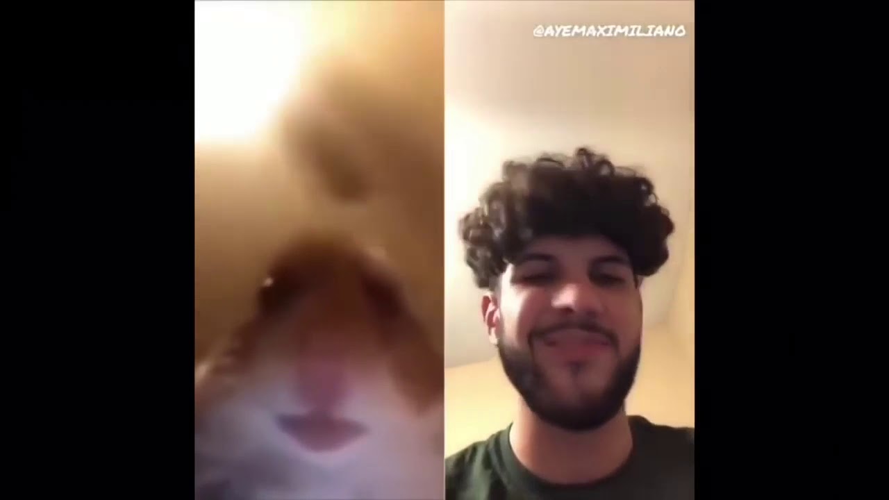Hamster FaceTime Meme Compilation