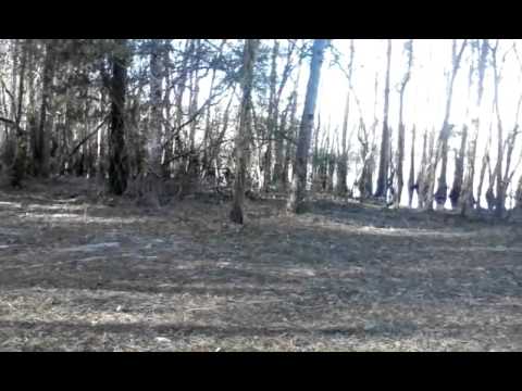Camp Site Near Wright Lake, Florida