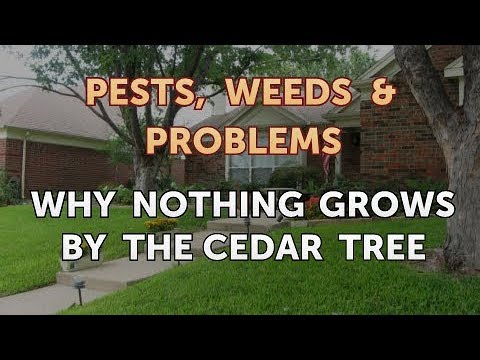 Why Nothing Grows by the Cedar Tree