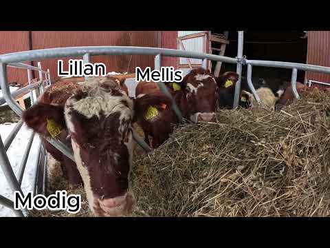 We named our cows!