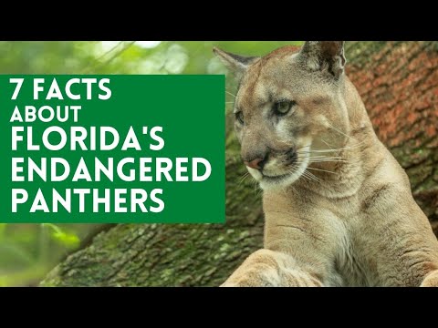 7 Facts About Florida's Endangered Panthers | Puma Concolor Coryi, a Rare Mountain Lion Subspecies