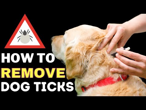 How To Remove a Tick From a Dog Without Tweezers | Best Easy & Safe Ticks Removal Hacks