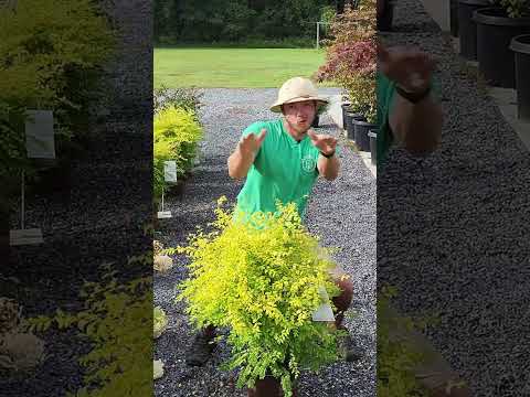 Sunshine Ligustrum! A beautiful evergreen that will give you loads of color!#landscaping #plants