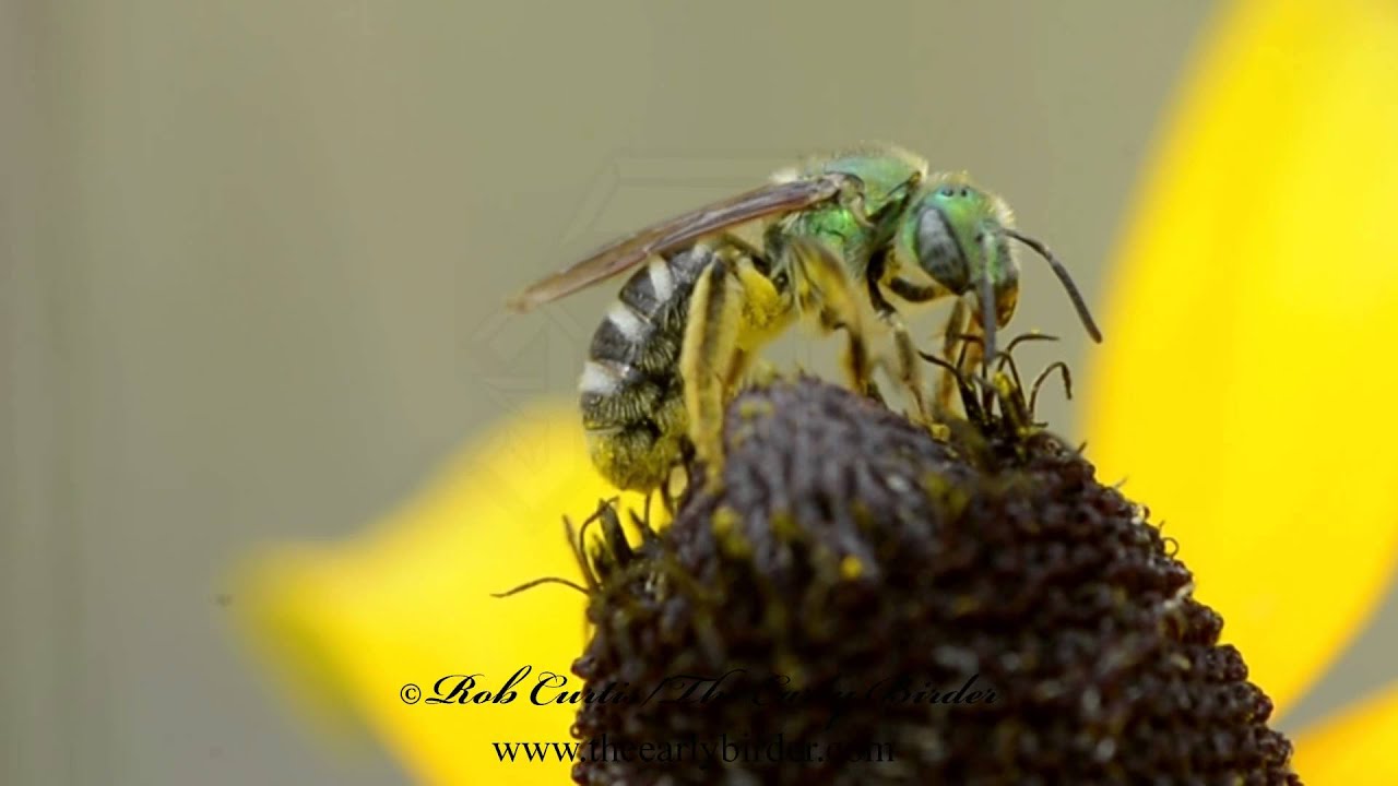 GREEN SWEAT BEE Agapostemon virescens