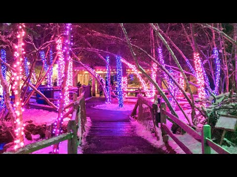 Stone Zoo ZooLights: Stroll Through Lights In Massachusetts